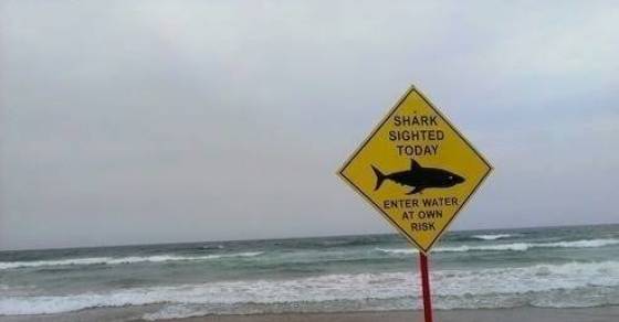 Poor shark | ThatViralFeed