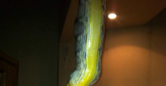 Just insane. This snake fell through my uncle’s bathroom ceiling, regurgitated his cat, then ...