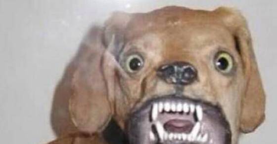 Taxidermy gone wrong! Stuffed Animals Being Prized As Possessions ...