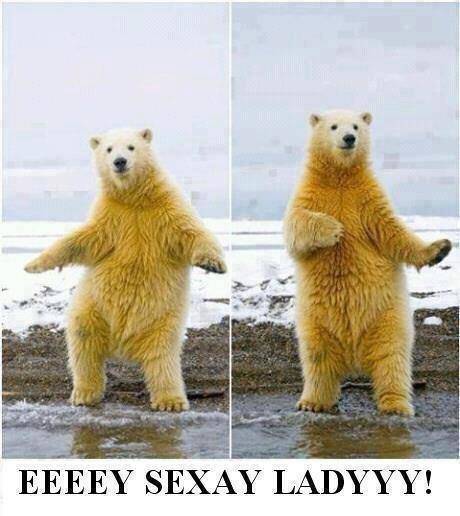 Funniest Inappropriate Animal Memes | ThatViralFeed