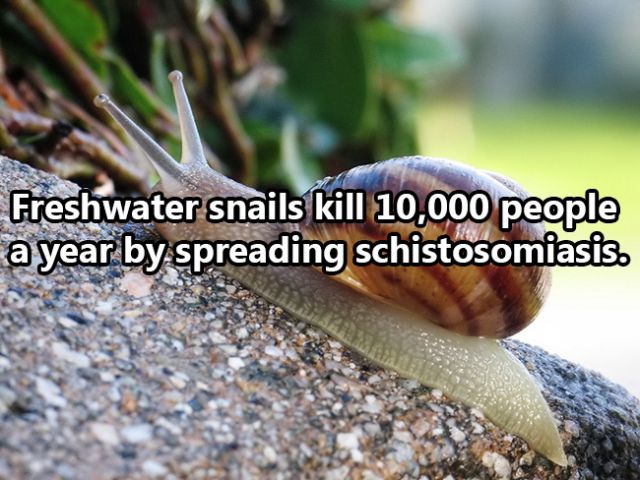 15 Extremely Dull Things That Are Far More Deadly Than Sharks ...