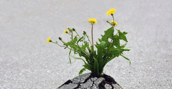 20 Most Inspiring Resilient Plants That'll Make You Want To Never Give ...