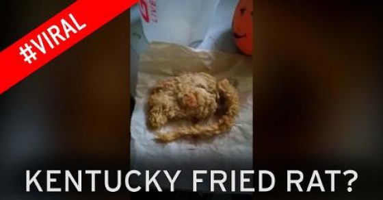 #KFC Served “Deep Fried Rat” In A Meal? | ThatViralFeed