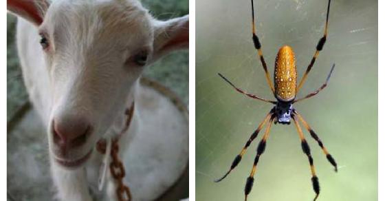 This Goat Was Genetically Altered With Spider DNA, and What It Can Do ...