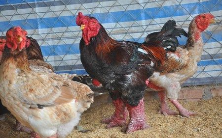 Dragon Leg Chickens- A Weird Chicken Breed And It's Beyond Strange ...