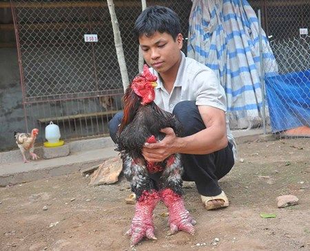 Dragon Leg Chickens- A Weird Chicken Breed And It's Beyond Strange ...