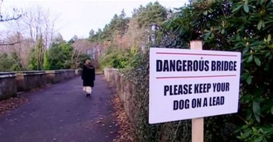 Here's Why More Than 600 Dogs Mysteriously Jump Off Haunted Suicide ...