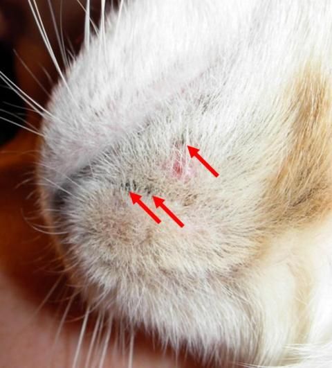 Feline Acne: Causes, Signs & Treatment | ThatViralFeed