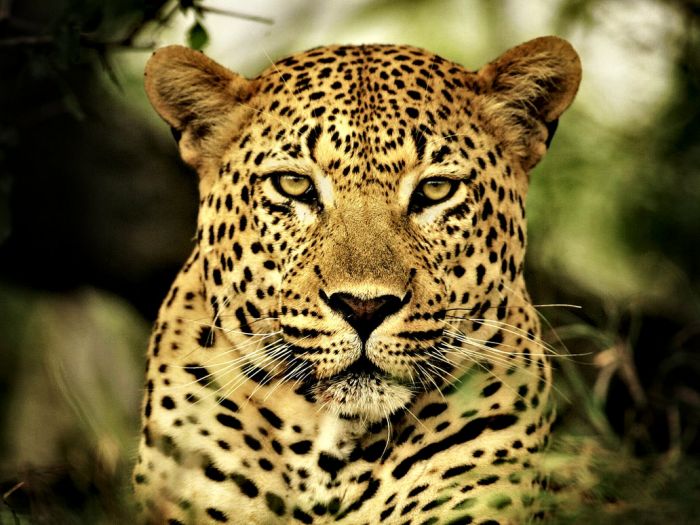 The Deadliest Big Cats In The World | ThatViralFeed
