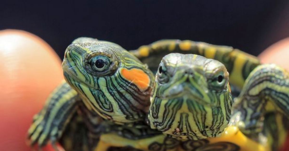 Two-headed Turtle Measuring Just 4cm Long | ThatViralFeed