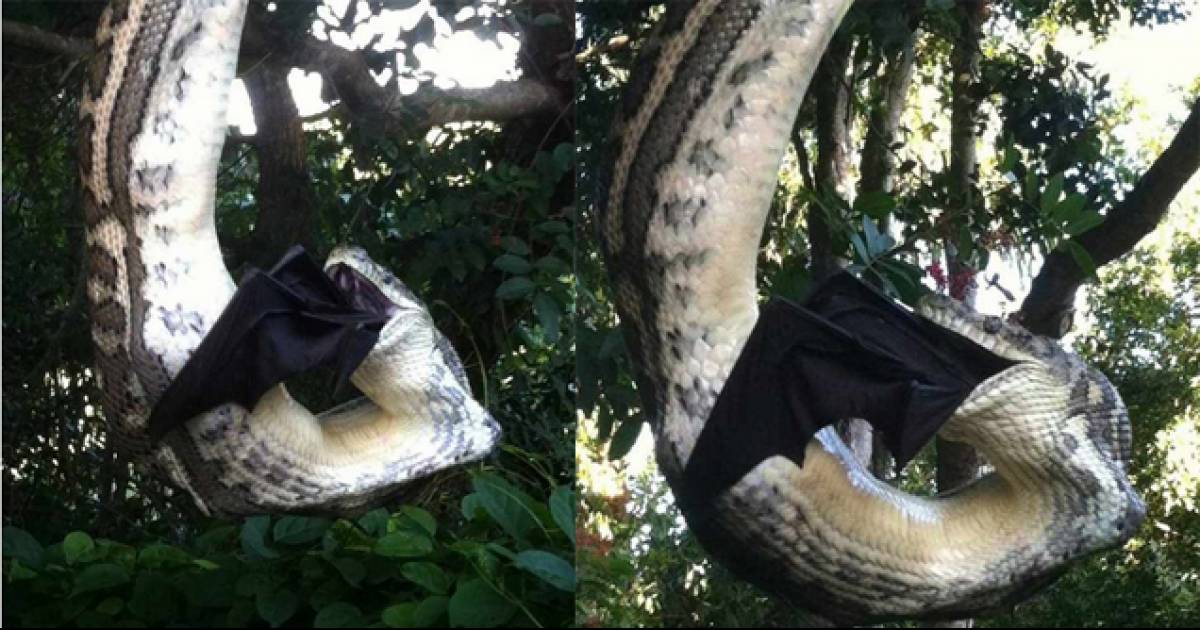 Giant Python Swallows A Huge Bat In Australia! | ThatViralFeed