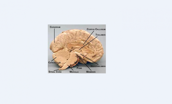 Pictures Of Human Organs Cut In Half. | ThatViralFeed