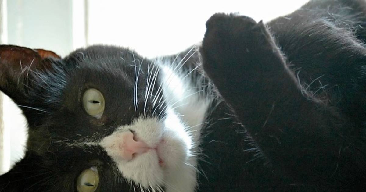 5 Words And Phrases My Cat Totally Understands | ThatViralFeed