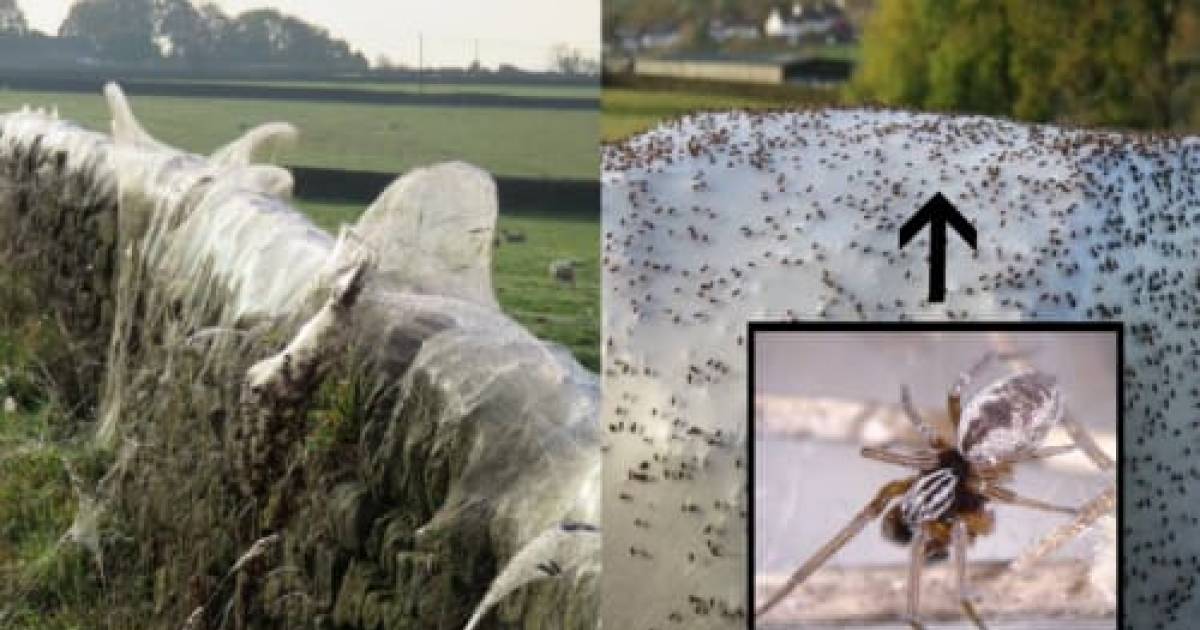 This Small Town Became Infested With Huge Cobwebs Overnight ...