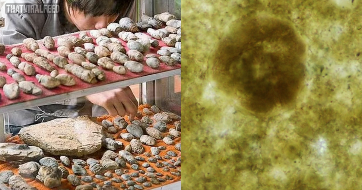 Scientists Have Opened 200 Million-Year-Old Parasite Eggs Found In ...