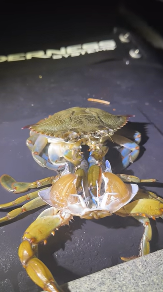 Remarkably Rare Sight Of Crab Shedding It's Shell Caught On Camera ...