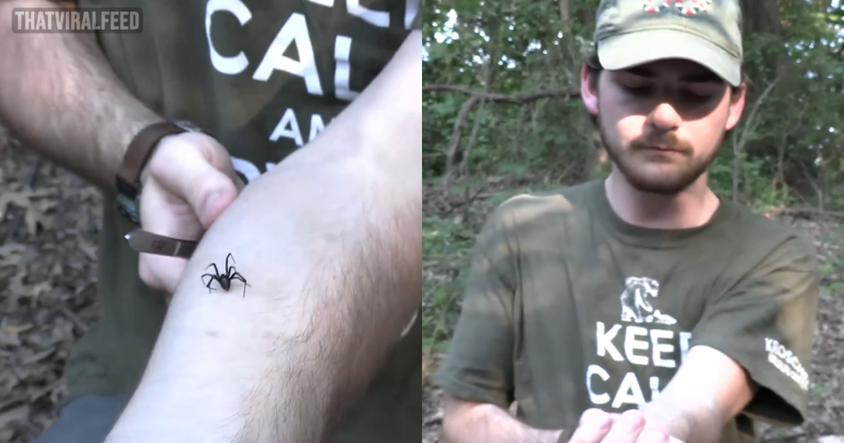 Man Lets A Black Widow Spider Bite Him On Purpose To "Debunk Myths" And ...
