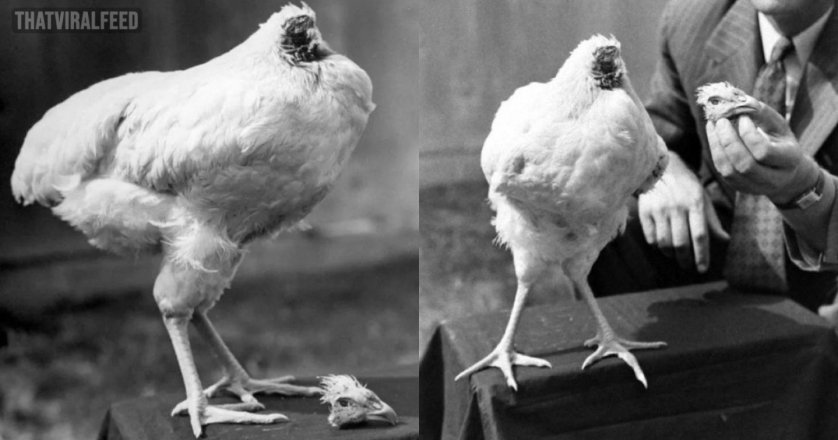 'Miracle' Headless Chicken Lived For 18 Months Despite Being Struck ...