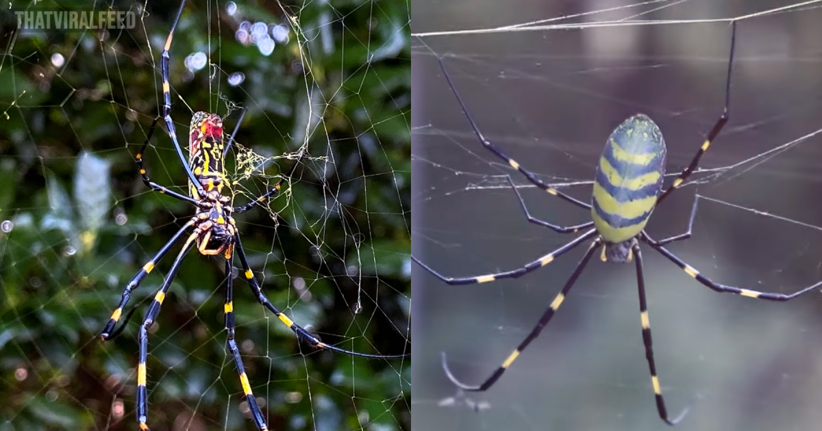 Giant Venomous Flying Spiders With 4-Inch Legs Are Spreading Across The ...