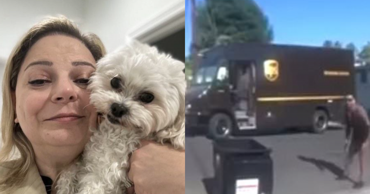 UPS Driver 'Crushed Family Dog' While Tossing A 55-Pound Package Over ...