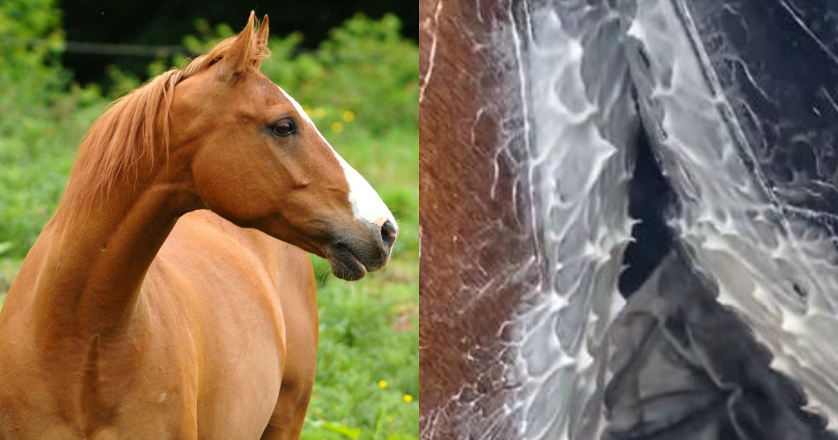 Viewers Left ‘Petrified’ After Discovering What Horse Sweat Actually ...