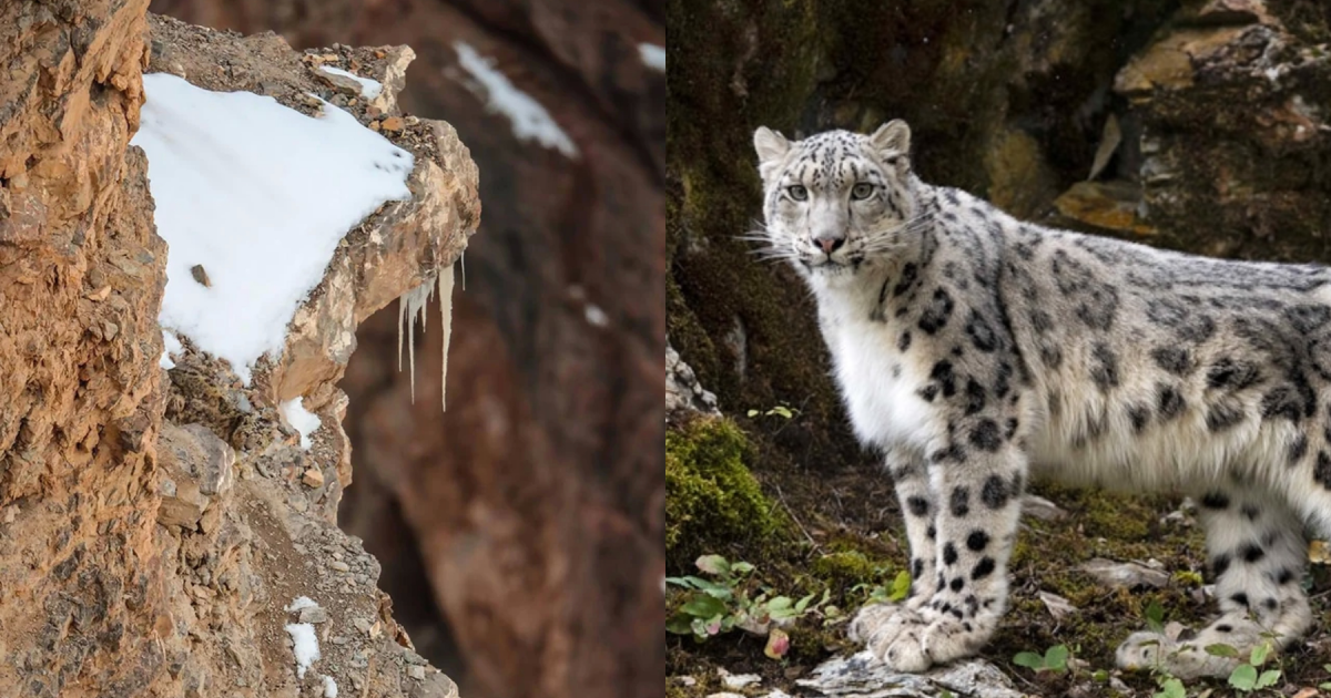 People Are Going Crazy Trying To Spot The Hidden Snow Leopard In This ...