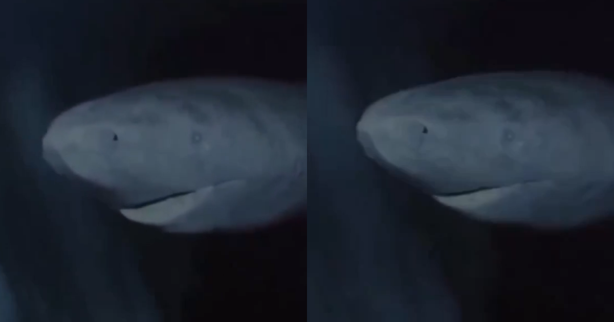 ‘Longest-Living’ Shark Found In The Arctic Ocean Has Been Alive Since ...