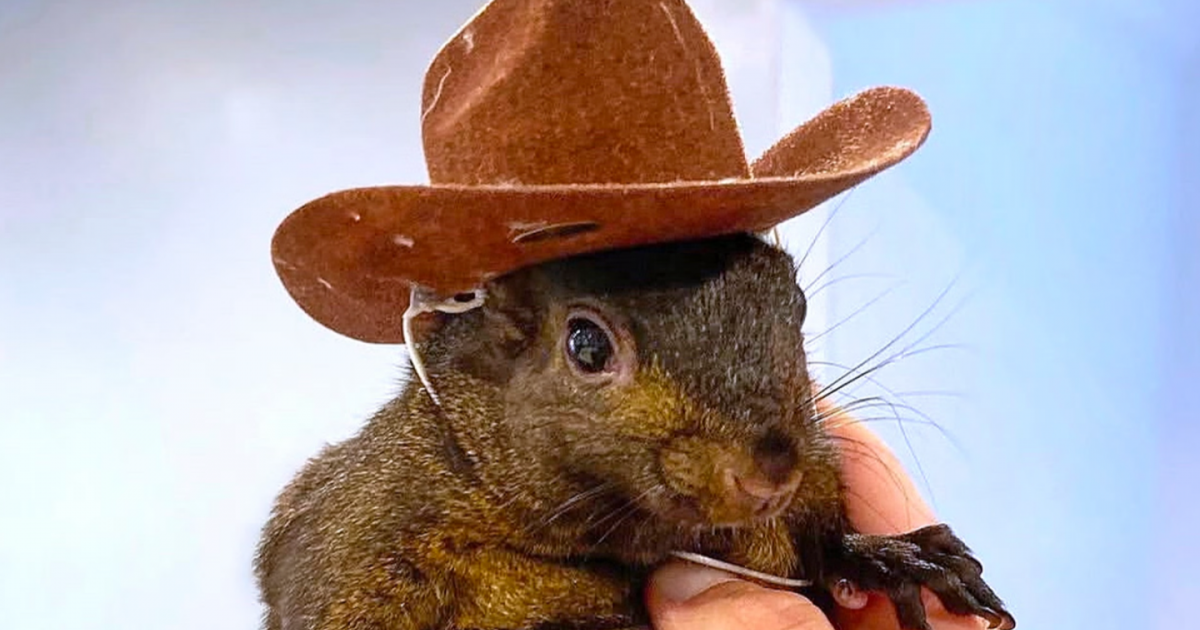 Why New York Could Owe Peanut The Squirrel's Owners $10 Million After ...